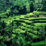 Ubud Private Tour : Ubud Temple and Authentic of Ubud - Why Choose This Tour?