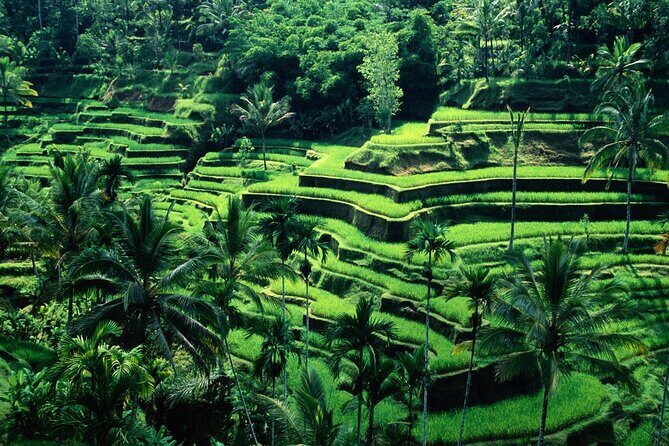 Ubud Private Tour : Ubud Temple and Authentic of Ubud - Why Choose This Tour?
