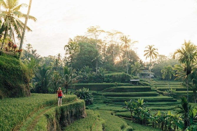 Ubud Swing, Rice Terrace and Waterfall Highlights Tour - Concluding with a Classic Bali Waterfall