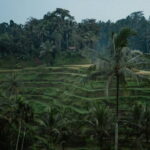 Ubud Tour: Monkey Forest, Rice Terrace, Waterfall, Water Temple - Transportation, Duration, and Value