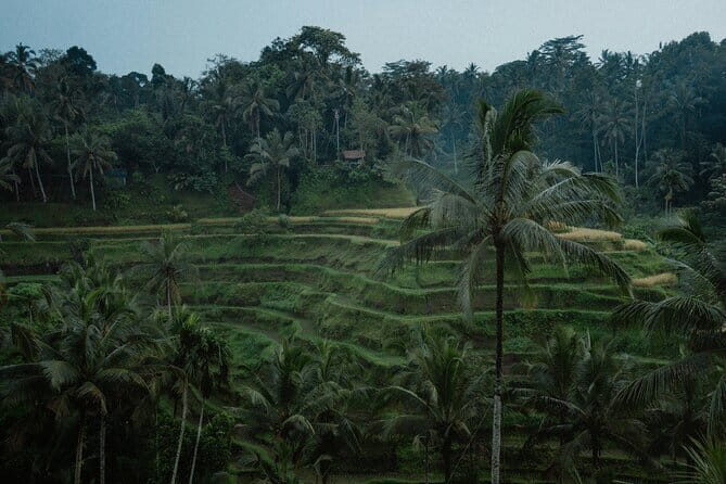 Ubud Tour: Monkey Forest, Rice Terrace, Waterfall, Water Temple - Transportation, Duration, and Value