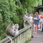 Ubud Tour - Ubud Highlight Culture, Tradition, Nature - The Practicalities: What You Need to Know