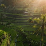 Ubud Tour Water Temple with Jungle Swing - Value and Practicalities