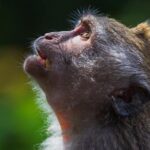 Ubud Village, with Rice Terrace And Waterfall Visit - A Feast for the Senses at Ubud Market and Rice Terraces