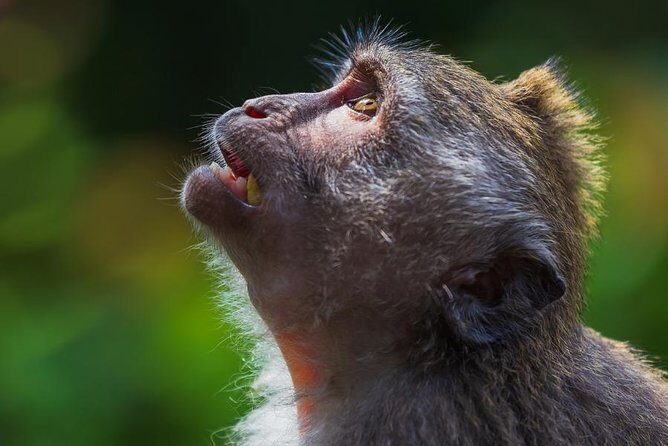 Ubud Village, with Rice Terrace And Waterfall Visit - A Feast for the Senses at Ubud Market and Rice Terraces