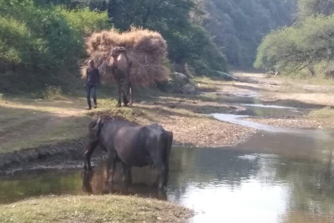 Udaipur sightseeing by tuk tuk or car - A Detailed Look at the Udaipur Tuk Tuk or Car Tour