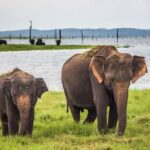 UDAWALAWA National Park ALL INCLUSIVE Tour with PICK UP INCLUDED - Analyzing the Cost and Value