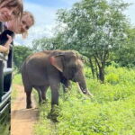 Udawalawa National Park: Morning Afternoon Safari - The Highlights You Don’t Want to Miss