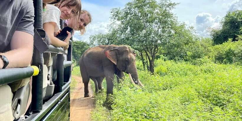 Udawalawa National Park: Morning Afternoon Safari - The Highlights You Don’t Want to Miss