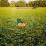 Udawalawa National Park & Orphanage Visit from Hambantota Port - The Sum Up