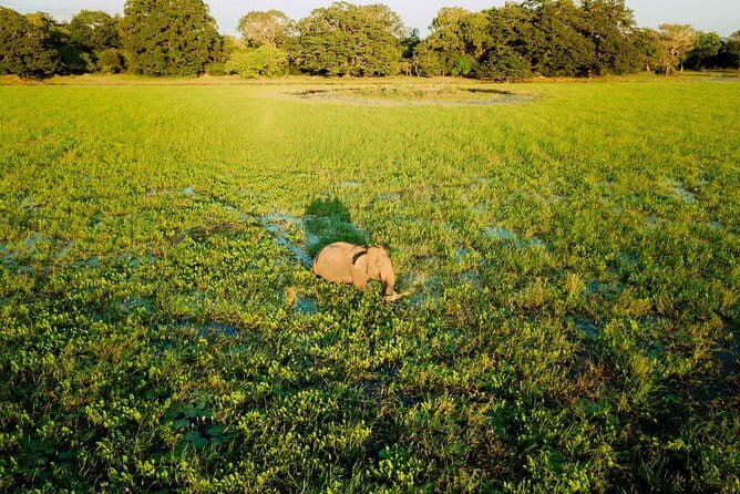 Udawalawa National Park & Orphanage Visit from Hambantota Port - The Sum Up