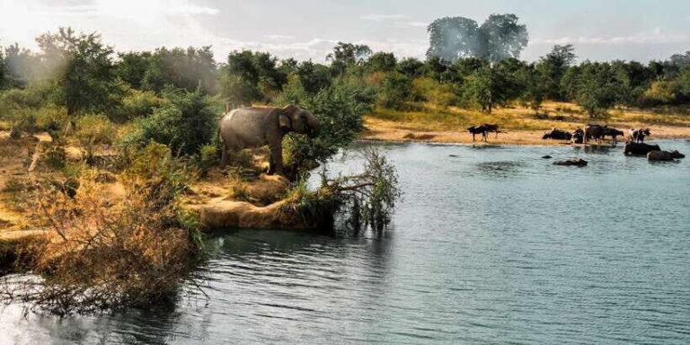 Udawalawa National Park: Private Safari - Who Will Benefit Most?
