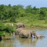 Udawalawa National Park Safari - FAQ