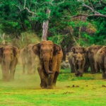 Udawalawa National Park Safari Tour From Ella - A Taste of Sri Lanka: The Lunch