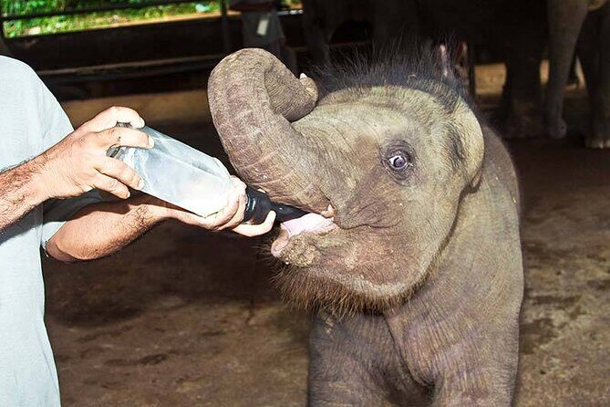 Udawalawa National Park Safari trip from Hikkaduwa/Galle/Weligama - The Safari Experience