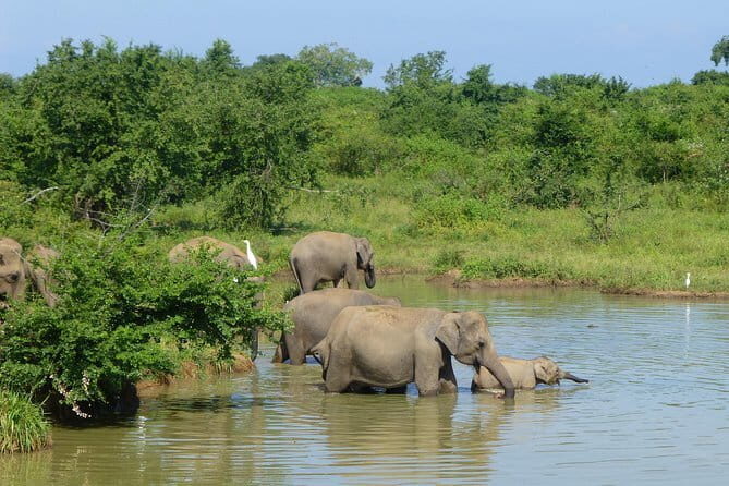Udawalawa National Park Safari - FAQ
