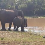 udawalawa One Day Tour - How the Experience Feels on the Ground