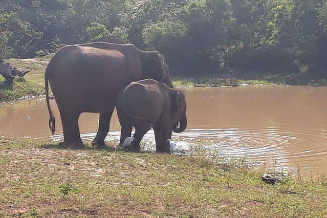 udawalawa One Day Tour - How the Experience Feels on the Ground