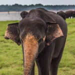 Udawalawa: Private Udawalawa National Park Safari Tour - Analyzing the Value and Experience