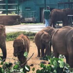 Udawalawe Elephant Safari and Orphanage Tour Shore Excursions - What Are the Main Takeaways?