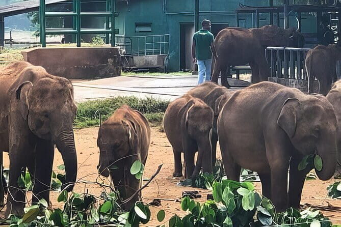 Udawalawe Elephant Safari and Orphanage Tour Shore Excursions - What Are the Main Takeaways?