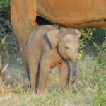 Udawalawe Elephants Safari Tour from Hambantota port - The Itinerary: What to Expect