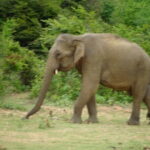 Udawalawe Jeep Safari - The Value of This Safari