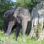 Udawalawe Jeep Safari - Ahungalla & Kosgoda Hotels - Key Points