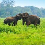 Udawalawe Jeep Safari from Kalutara - Key Points