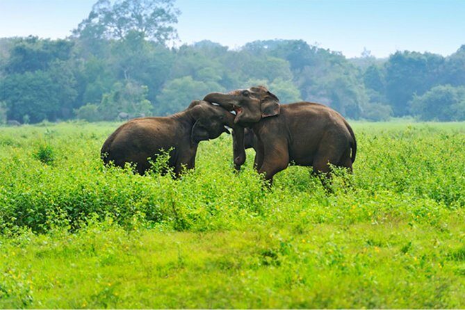 Udawalawe Jeep Safari from Kalutara - Key Points