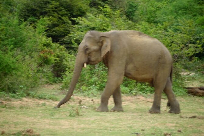 Udawalawe Jeep Safari - The Value of This Safari
