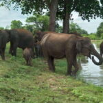Udawalawe National Park: 4-Hour Safari Tour - A Closer Look at the Safari Experience
