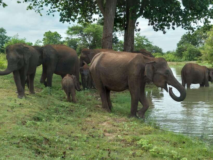 Udawalawe National Park: 4-Hour Safari Tour - A Closer Look at the Safari Experience