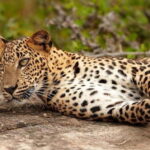 Udawalawe National Park : Entrance Ticket With Jeep - The Practical Details