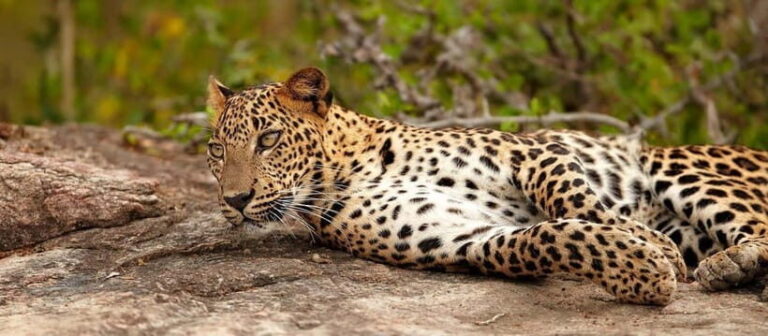 Udawalawe National Park : Entrance Ticket With Jeep - The Practical Details