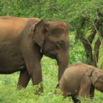 Udawalawe National Park | Full day-10 Hours | All Inclusive - The Itinerary Breakdown