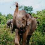Udawalawe National Park: Half-Day Safari Tour - What Makes This Safari Special?