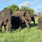 Udawalawe National Park: Private Safari - The Adventure Begins: What You Can Expect