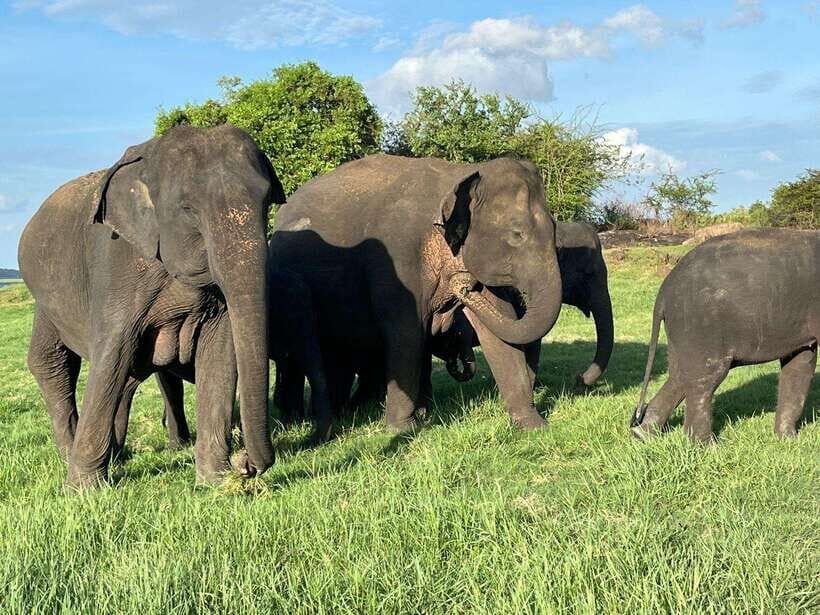 Udawalawe National Park: Private Safari - The Adventure Begins: What You Can Expect