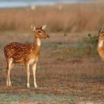 Udawalawe National Park: Private Safari From Colombo - Arriving at Udawalawe: What’s Waiting for You?
