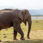 Udawalawe National Park Private Safari + Transit Home Visit - Analyzing the Value