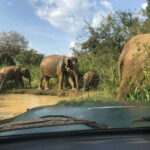 Udawalawe National Park Safari Adventure ( privet tour) - Why This Tour Stands Out