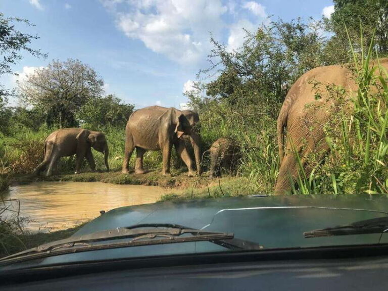 Udawalawe National Park Safari Adventure ( privet tour) - Why This Tour Stands Out