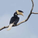 Udawalawe National Park Safari and Elephant Transit Home - What to Expect During the Safari