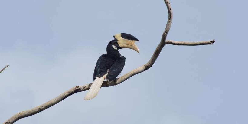 Udawalawe National Park Safari and Elephant Transit Home - What to Expect During the Safari