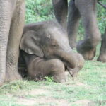 Udawalawe: National park safari & Elephant Transit Home Tour - Key Points