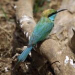 Udawalawe National Park Safari from Beruwala Hotels - The Sum Up