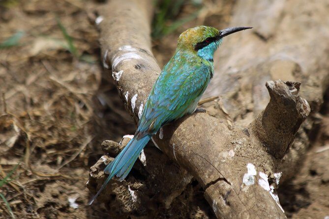 Udawalawe National Park Safari from Beruwala Hotels - The Sum Up