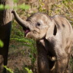 Udawalawe National Park Safari | From Ella - Who Should Consider This Tour?