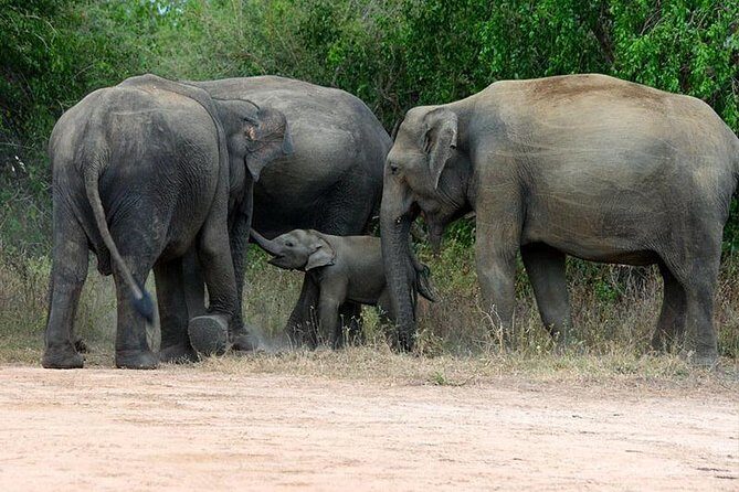 Udawalawe National park Safari From Galle/Mirissa/Weligama (All inclusive) - Transport and Logistics: Why They Matter